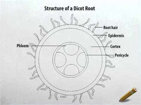 Structure Of Dicot Root DM Class 11 YouTube