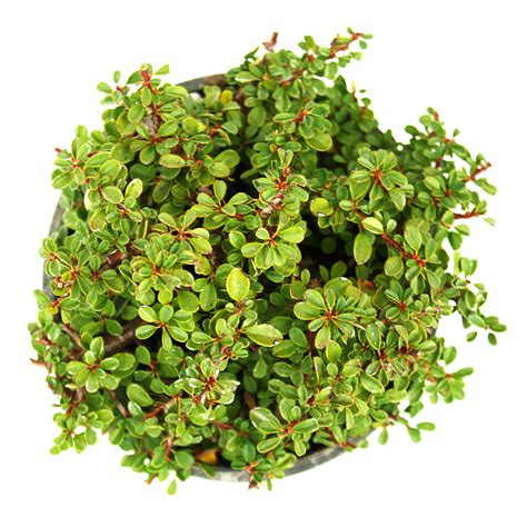 Coopers Little Leaf Cotoneaster Miniature Garden Plants For Sale