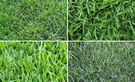 Types Of Sod Bermuda Centipede Blue St Augustine Grass