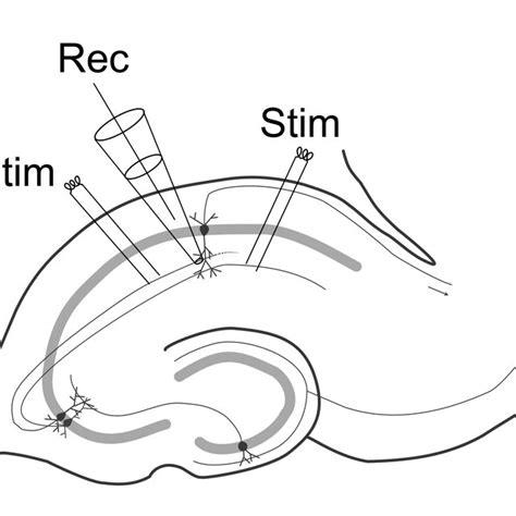 example of a field potential recording download scientific diagram