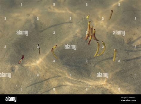 Club Mangrove Fruit Being Dispersed By The Tide Aegialitis Annulata