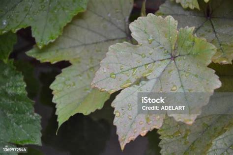 포도는 비가 내린 후 정원에서 나뭇잎을 남긴다 분홍색 잎이 있는 신선한 젊은 포도 덩굴 가지 핑크 이오나 포도 여름 포도 밭 배경 과일에 대한 스톡 사진 및 기타 이미지