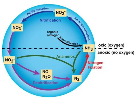 Difference Between Nitrifying And Denitrifying Bacteria Nitrifying Vs