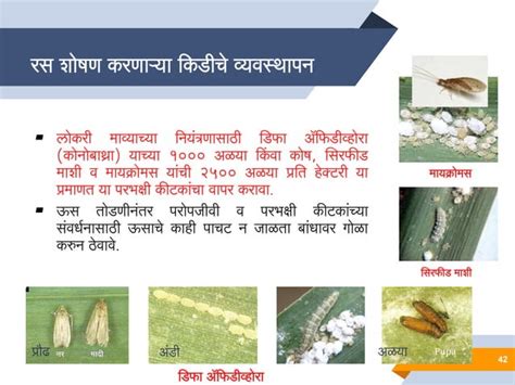 Pest Management July Pdf