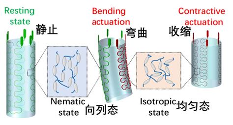 Ucsd 蔡盛强团队应用“液晶弹性体”开发一种便携式多功能软机器人 中国聚合物网科教新闻