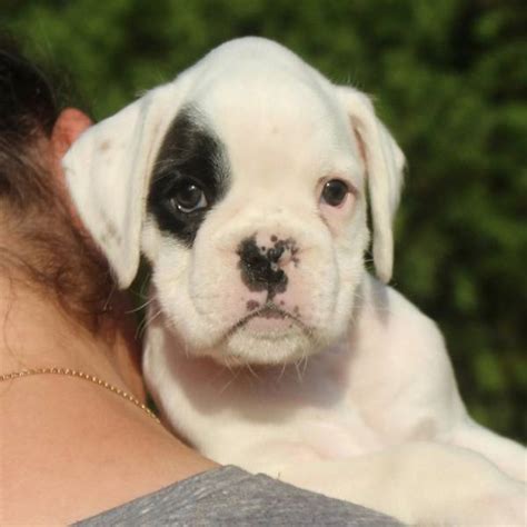 White Female 2 Litter K Boxer Puppies Nordom Kennel