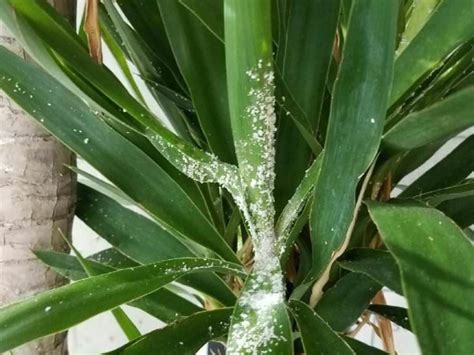 Organic Solutions For Mealybugs 7 Natural Ways