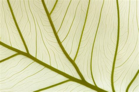Premium Photo Leaf Background