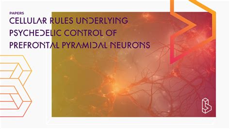 Cellular Rules Underlying Psychedelic Control Of Prefrontal Pyramidal Neurons