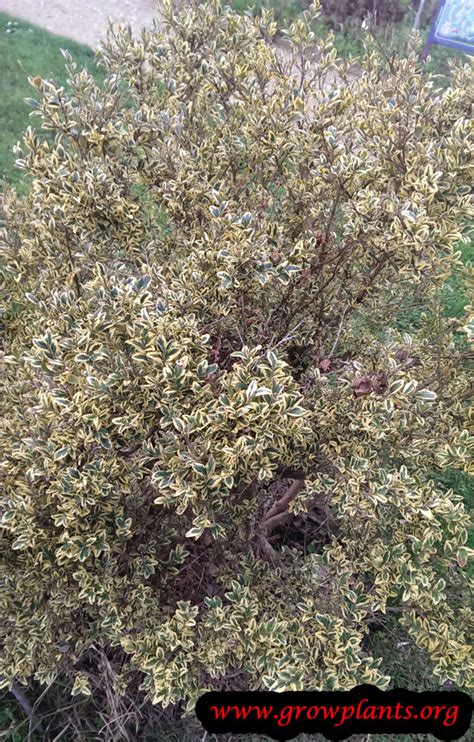 Buxus Sempervirens Care