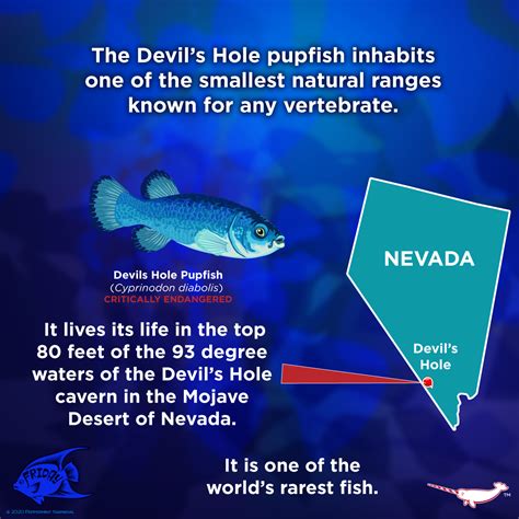 The Devils Hole Pupfish Peppermint Narwhal Creative Facebook