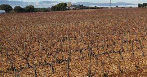 Schiller Wine The Rhône Wine Region In Southern France And Its Wines