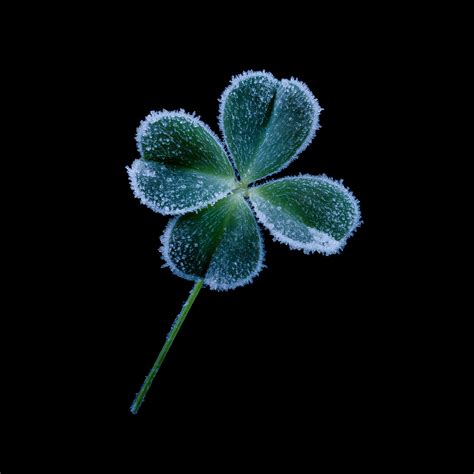 냉동 클로버 고품질 스톡 이미지 Ai 무제한 다운로드 Midjourney 프롬프트 및 설정 보기 Oksuro