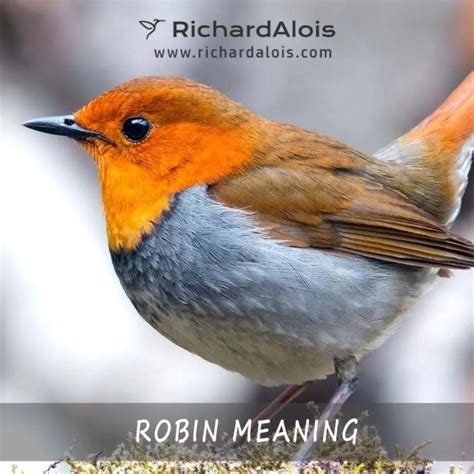 Robin Bird Meaning Robin Symbolism 15 Spiritual Meanings Of Robin
