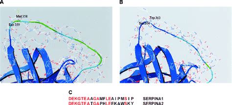 three dimensional theoretical model of the serpin reactive center loop