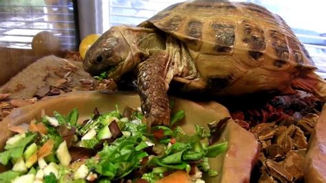 Turtle Eating Raspberry