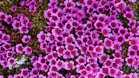Purple Arctic Flowers
