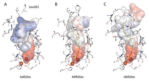 Differences Between Substrate Binding Pockets Support Substrate