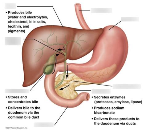 Midterm 1 Accessory Organs Diagram Diagram Quizlet