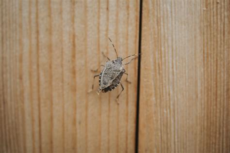 What Attracts Stink Bugs In June And How To Stop Them Pest Control Montgomery County