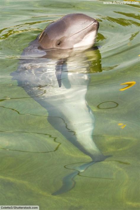 Cetaceans Facts Complete Guide To Whales Dolphins And Porpoises