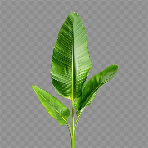 Premium Psd Bird Of Paradise Leaf With Long Paddle Like Leaf Shape