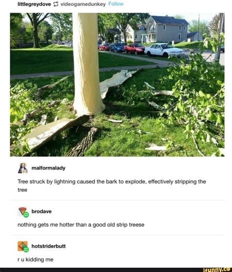 Imiegreydove CJ Videogamedunkey I Mallormalady Tree Struck By Lightning Caused The Bark To