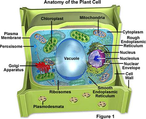 Elodea Leaf Cell Vacuolar Membrane