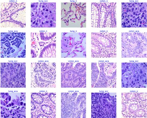 Sample Input Images From Dataset Download Scientific Diagram