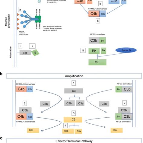 Overview Of The Complement System A Activation Classical Pathway Download Scientific Diagram