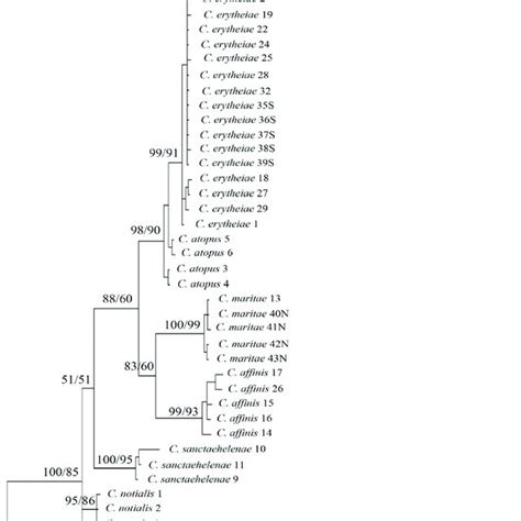 Bayesian Phylogenetic Tree Showing The Relationships Among Species Of Download Scientific