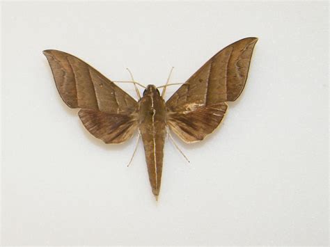 Elibia Dolichus China World Of Butterflies And Moths