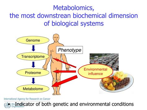 PPT Metabolomics Applications To Cancer Research PowerPoint Presentation ID