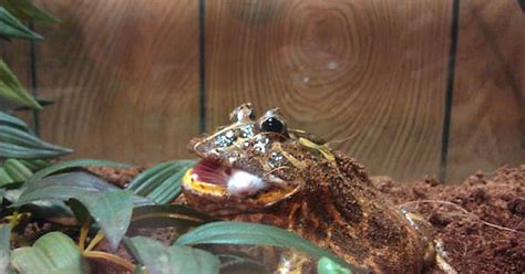 Pac Man Frog Eating A Mouse Looks Like Hes Coming Out To Say Hello