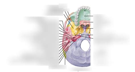 Diagram Of Temporal Bone Inferior View Quizlet