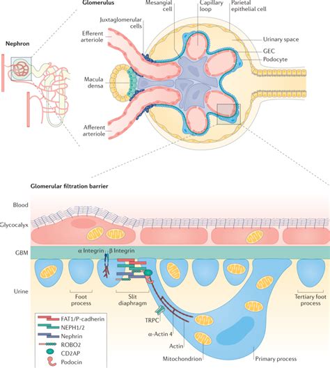 Nephrotic Syndrome In Paediatrics Mind The Bleep