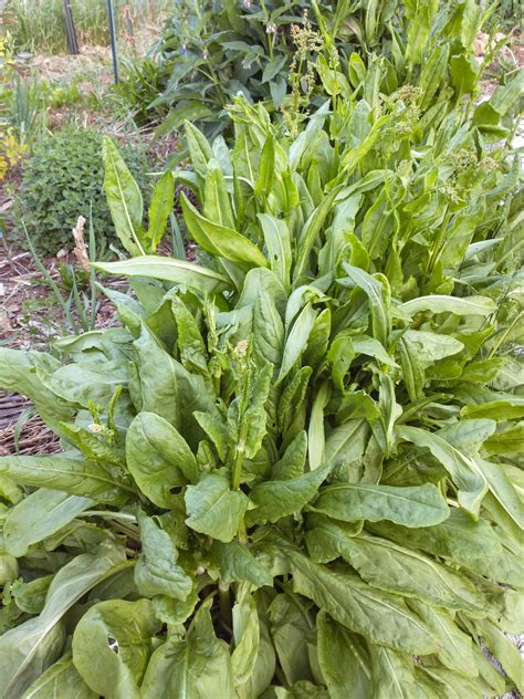 Garden Sorrel Seeds Rumex Acetosa Broadleaf Sorrel Seeds