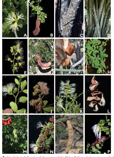 Figure 2 From Revisiting The Phylogeny And Taxonomy Of The