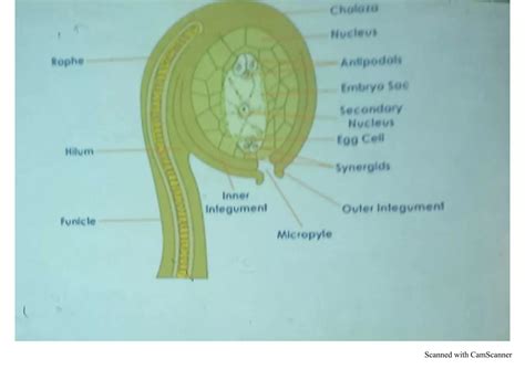 Structure Of Anther Pdf