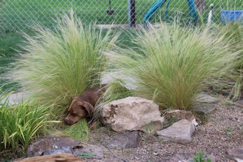 Try Silky Thread Grass In Your Xeriscape Garden Alice Liles