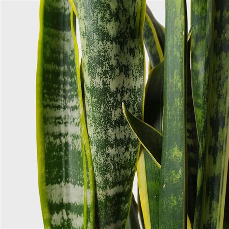 Sansevieria Trifasciata Laurentii 40 Cm