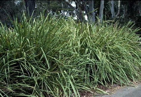 Lomandra Lonolia 6 Pot Hello Hello Plants And Garden Supplies