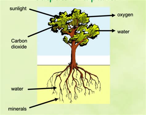Biology Chapter 3 Part 1 Functioning Systems In Plants Flashcards