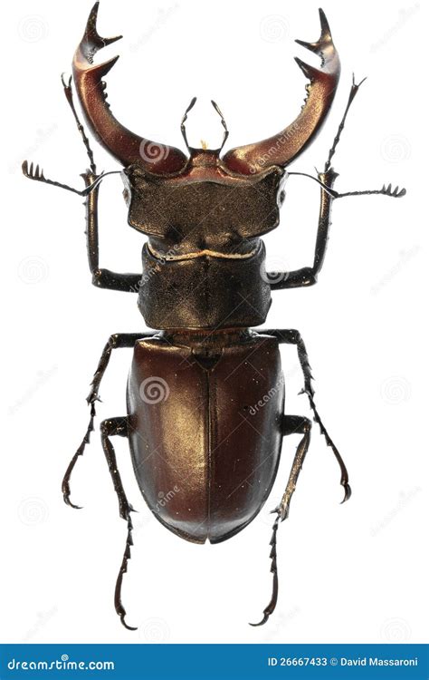 Ekoxe Fotografering För Bildbyråer Bild Av Skalbagge 26667433