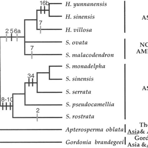 strict consensus mp tree for the combined data set with indels and