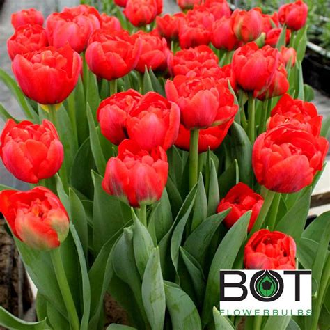 Limerick – Bot Flowerbulbs
