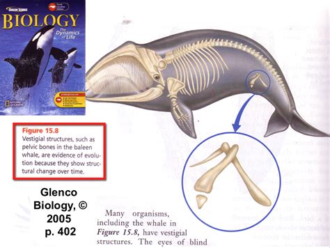 Whale Pelvis Creation Today
