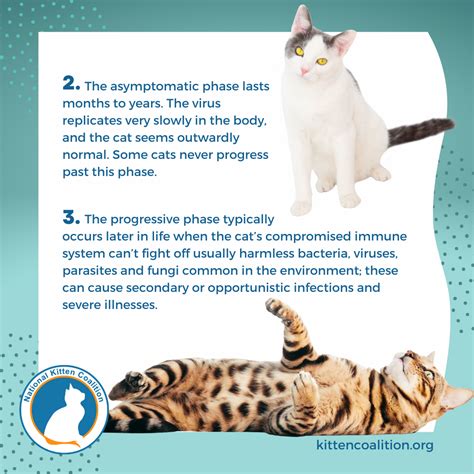 Understanding Feline Immunodeficiency Virus Fiv Phases And Symptoms National Kitten Coalition