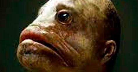 Priest Fish Folklore Brazil Album On Imgur