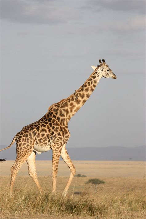 3000 Free Giraffes And Nature Images Pixabay